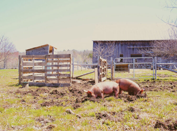 Pig Fencing Ideas: How to Build a Pig Fence - Grit